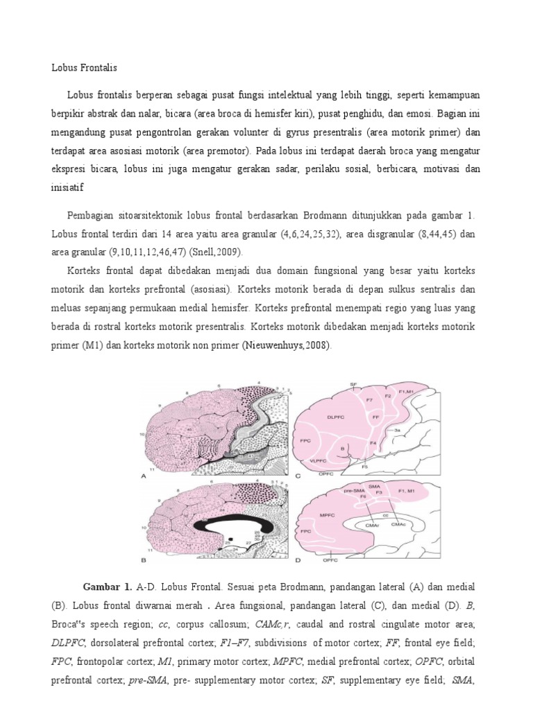 Fungsi dan Struktur Lobus Frontalis | PDF | Ilmu Sosial | Teknologi ...