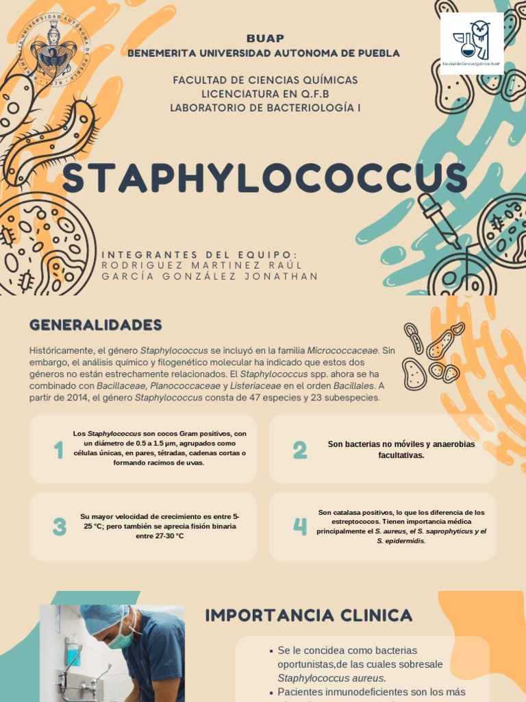 Staphylococcus | PDF | Staphylococcus Aureus | Estafilococo