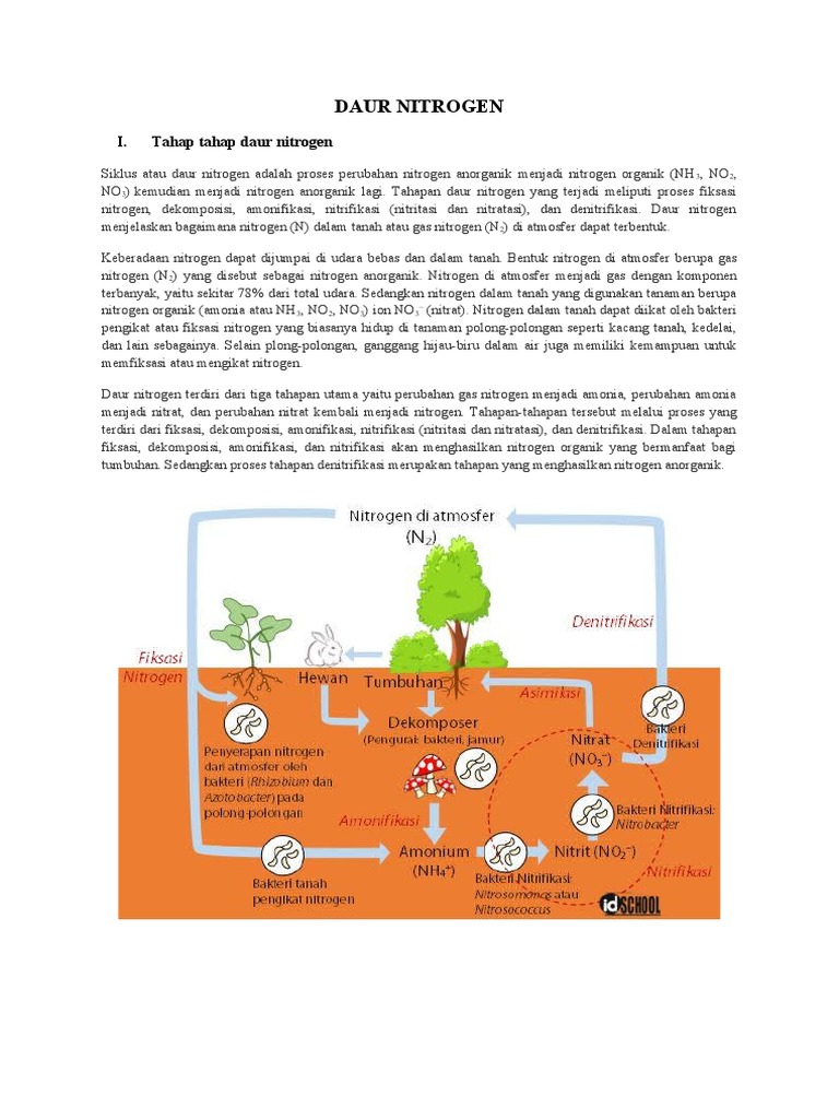 Daur Nitrogen | PDF
