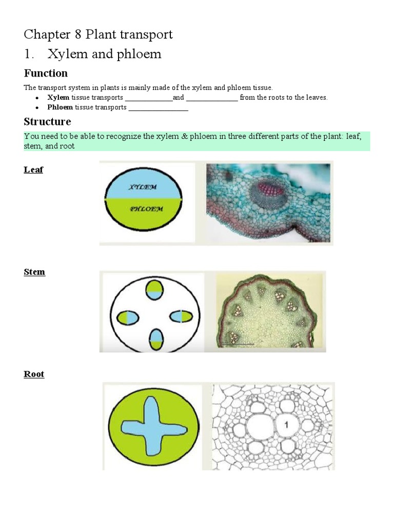 Plant Transport Systems | PDF | Root | Leaf