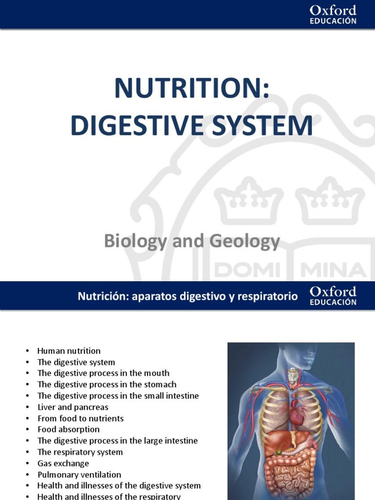 Unit 3. Digestive System | Download Free PDF | Human Digestive System ...