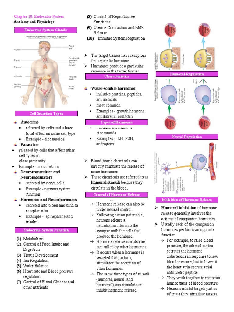 Chapter 10 Endocrine System Pdf Hormone Pancreas