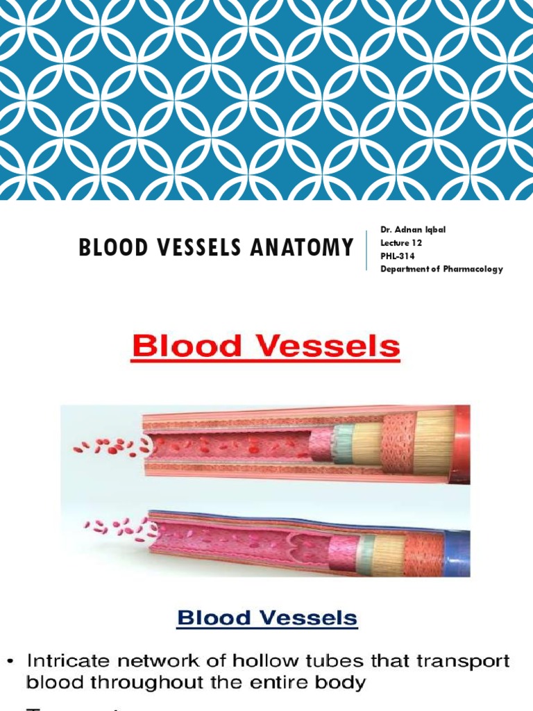 Blood Vessels Anatomy: Capillaries & Anastomoses | PDF