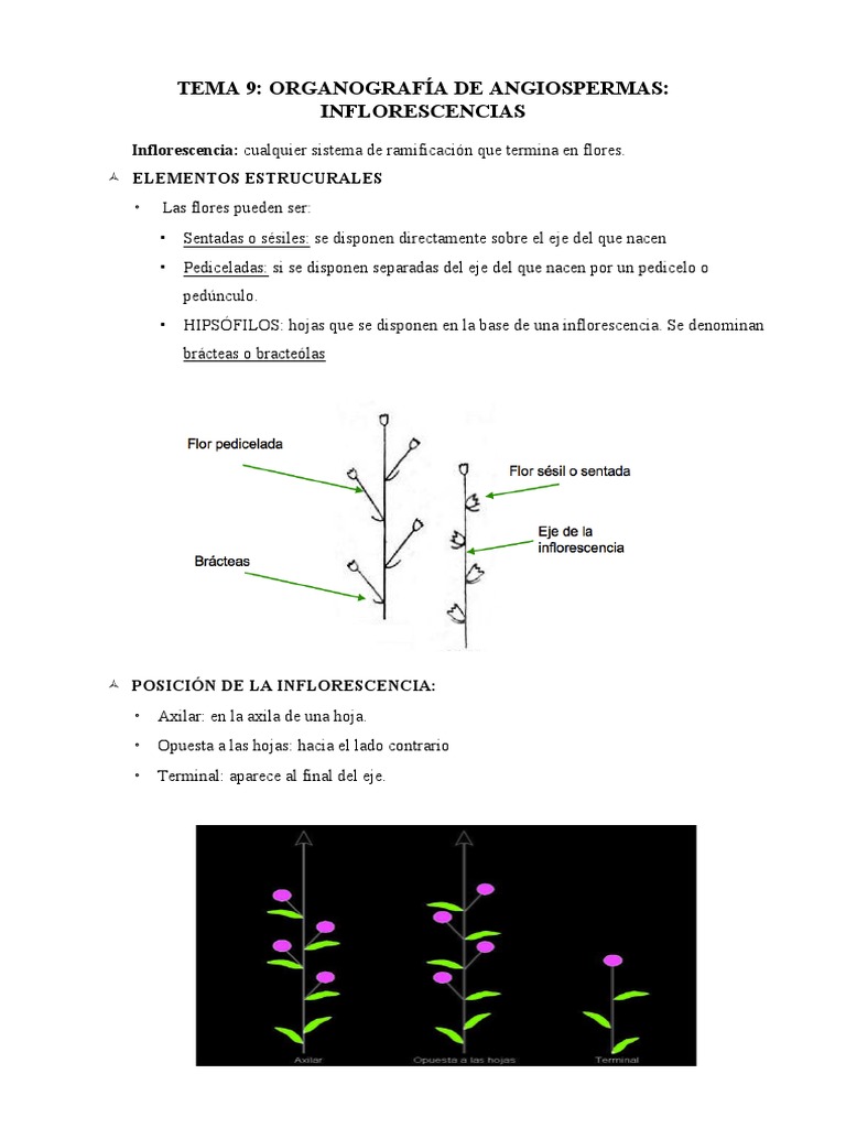 Inflorescencias: Monocasio y Dicasio | PDF | Horticultura ...