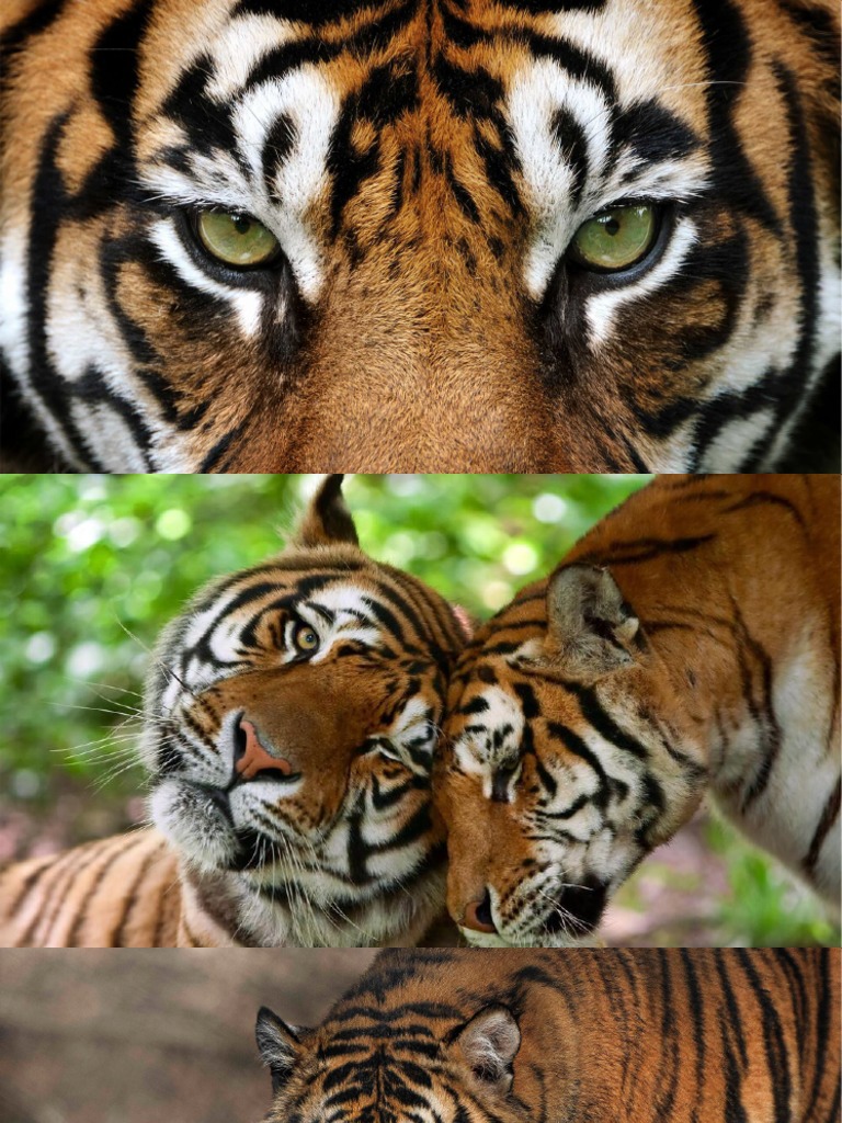 Le Tigre | PDF