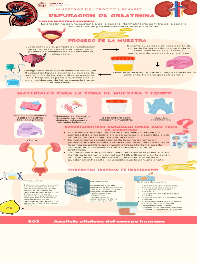 Muestras Del Tracto Urinario | PDF | Orina | Sistema urinario