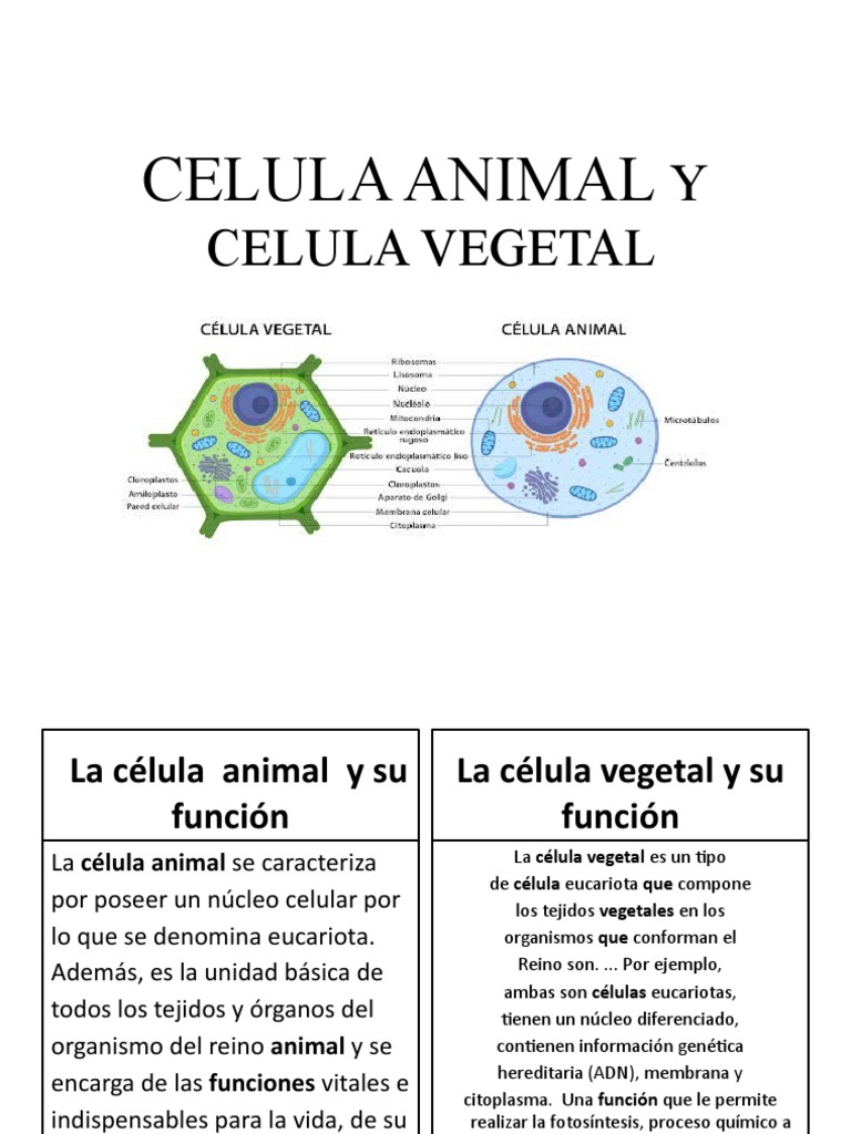Celula Animal y Vegetal | PDF | Ciencia y matemáticas | Salud y bienestar