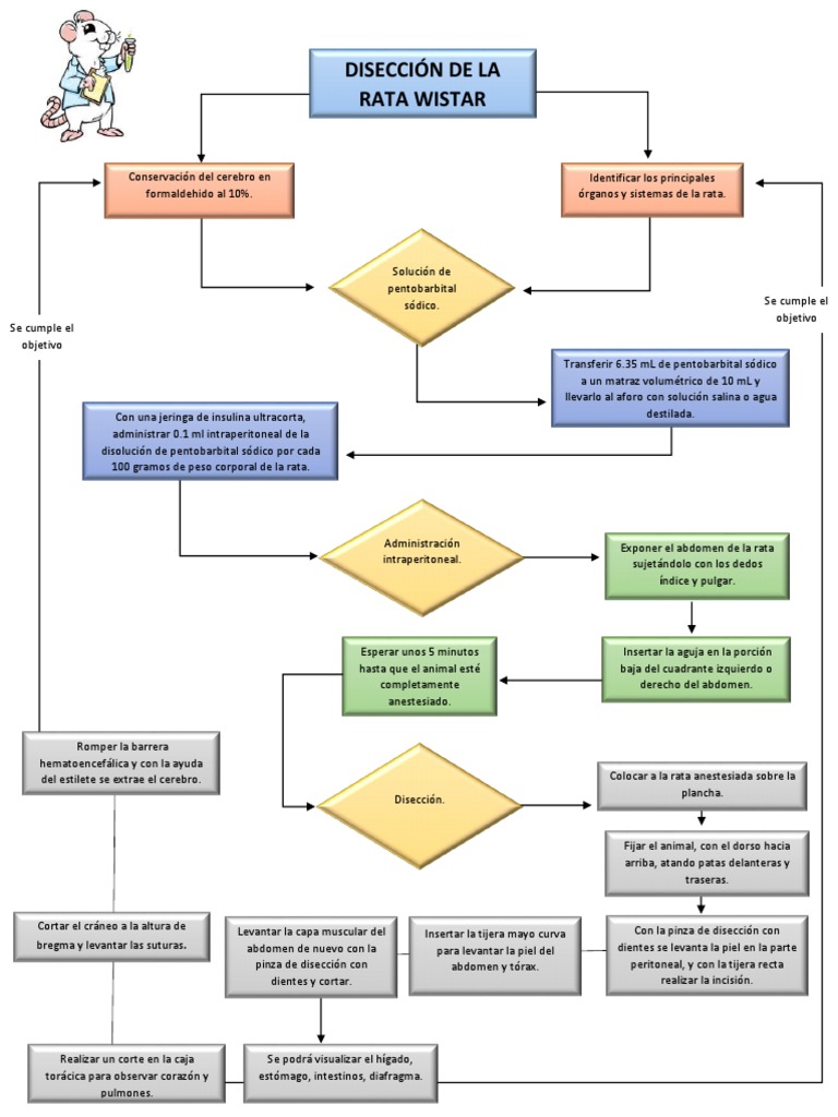 Disección de La Rata Wistar | PDF | Abdomen | Morfología (biología)