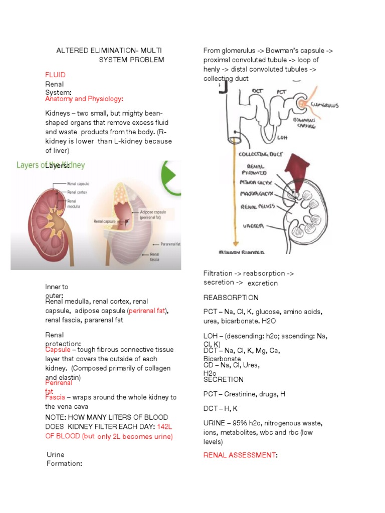 Altered Elimination Lec | PDF | Kidney | Physiology