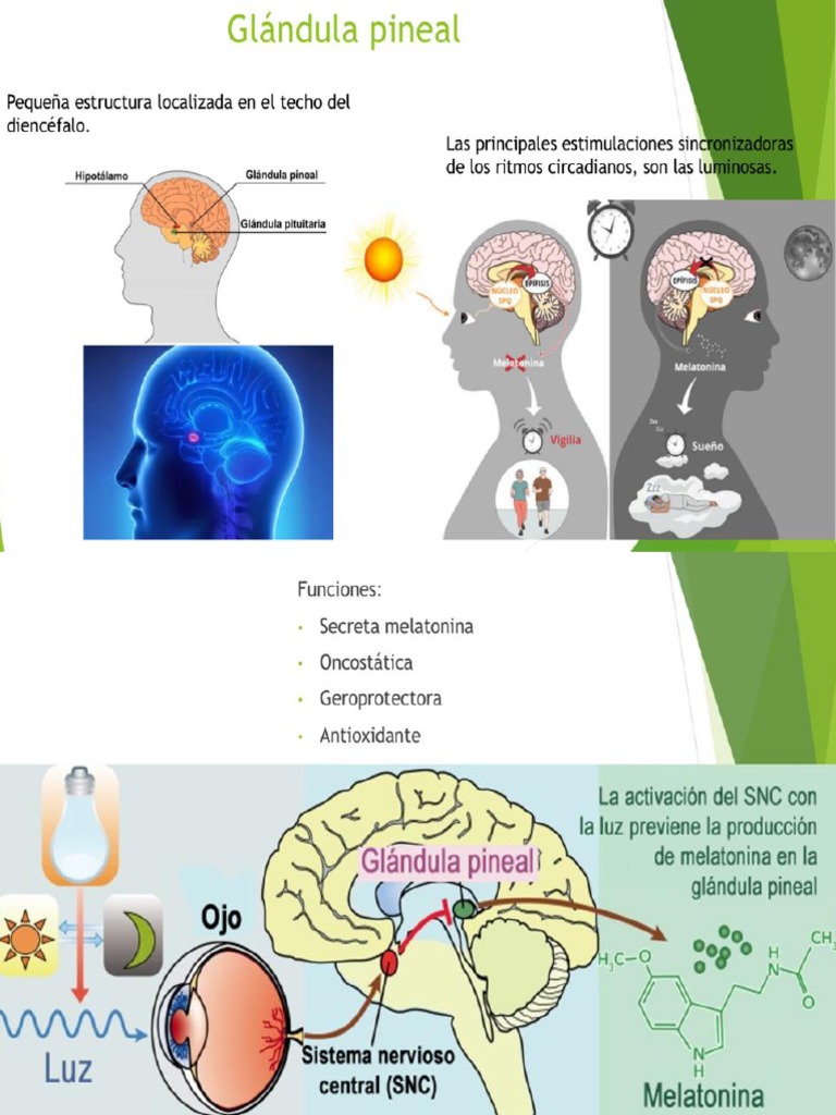 Glándula Pineal | PDF