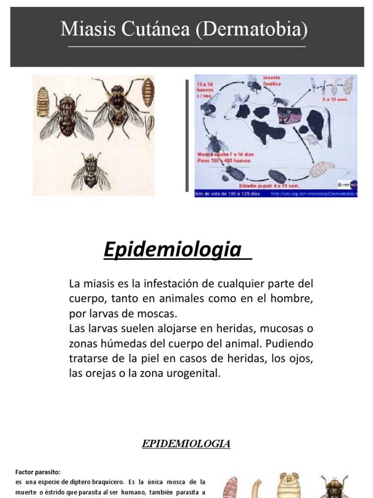 Miasis Cutanea | PDF