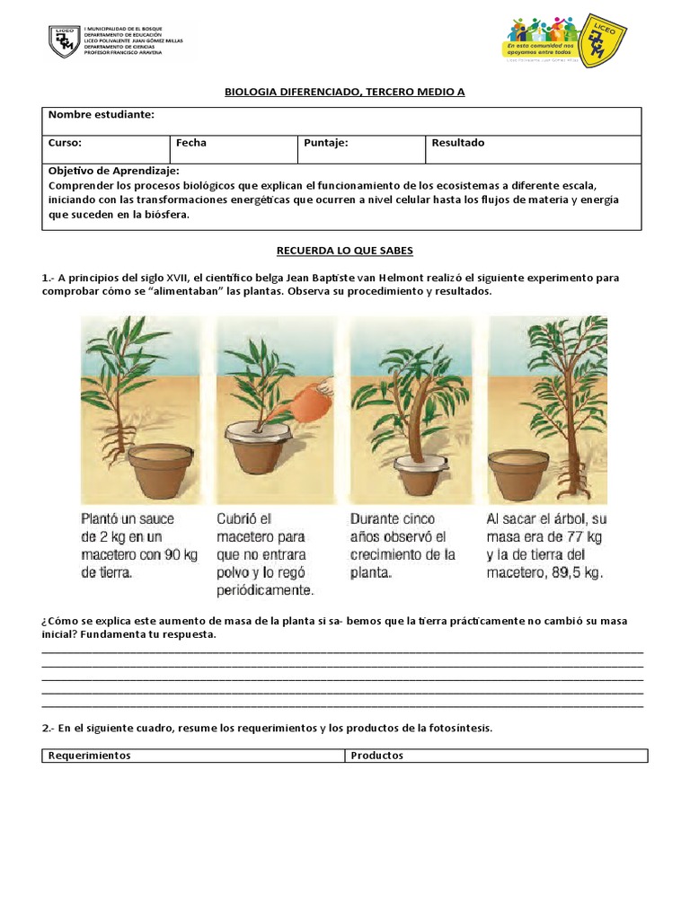 Fotosíntesis y Respiración Celular | PDF | Plantas | Fotosíntesis