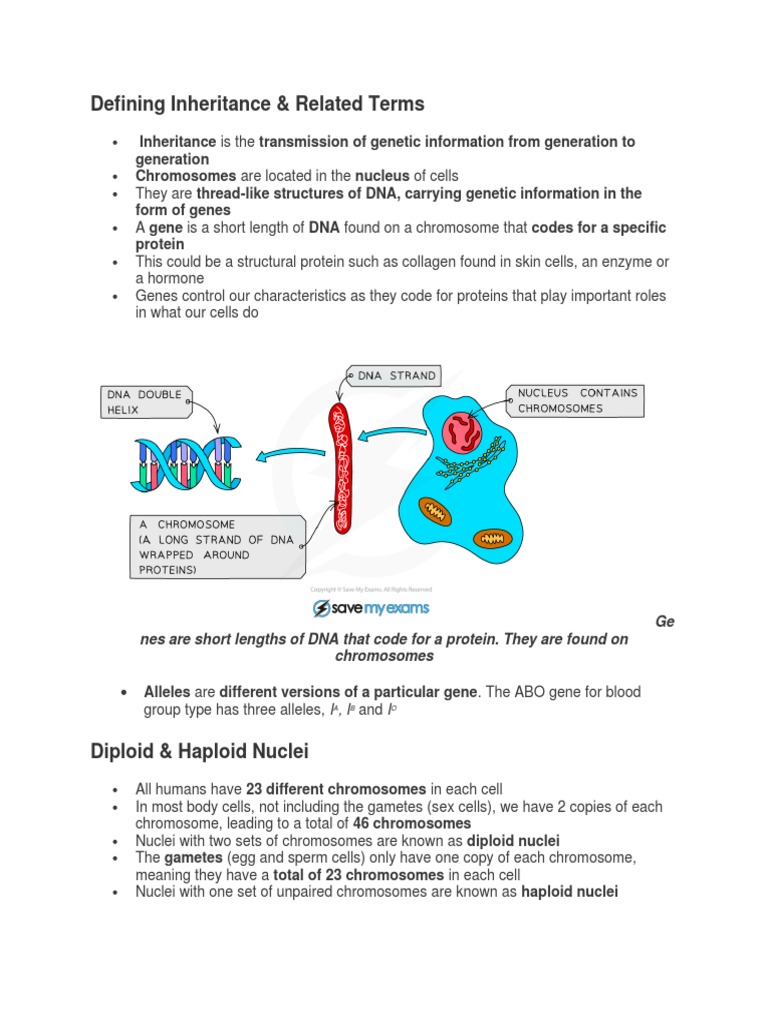Chapter 17 Inheritance Igcse 0610 2023 Notes | PDF | Wellness