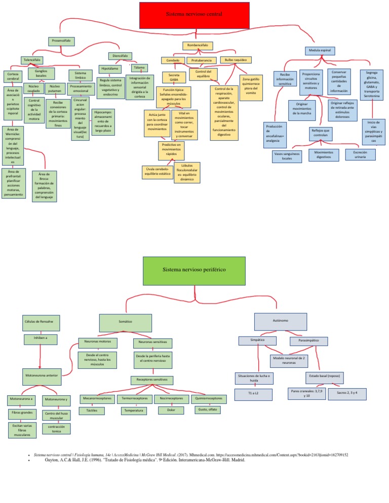 Mapa Conceptual Neuro | Descargar gratis PDF | Neurona motora | Sistema nervioso central