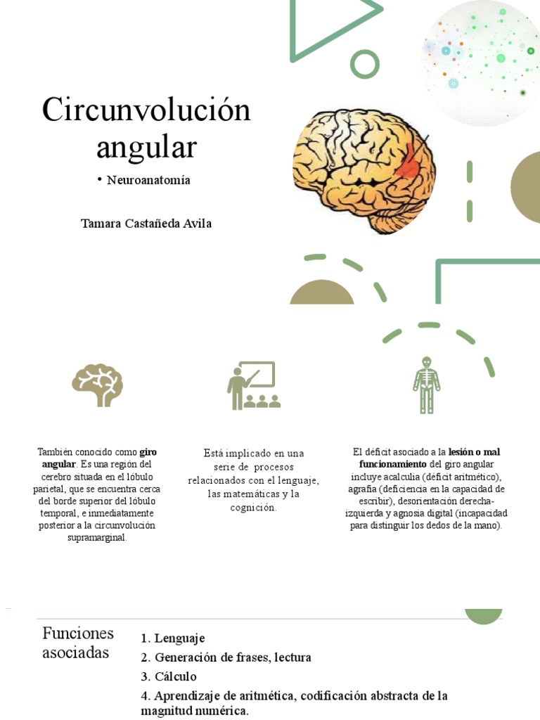 Circunvolución Angular | PDF