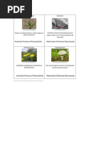 Linnaeus Classification System Poster | PDF