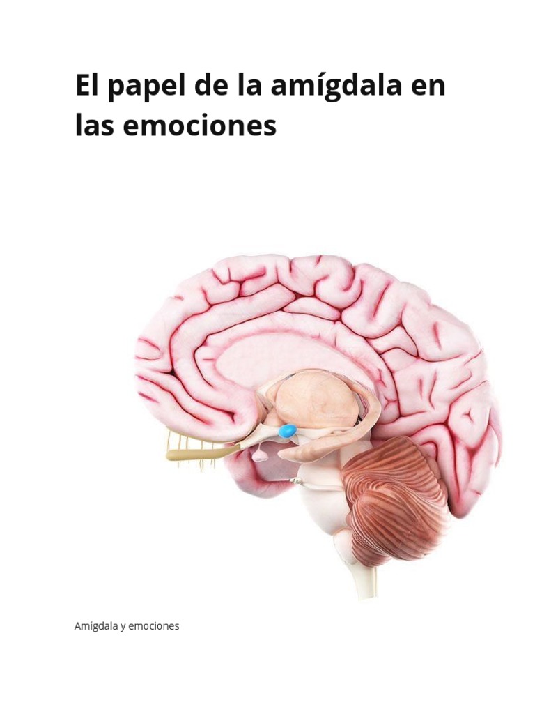 El Papel De La Amígdala En Las Emociones Pdf Amígdala Las Emociones