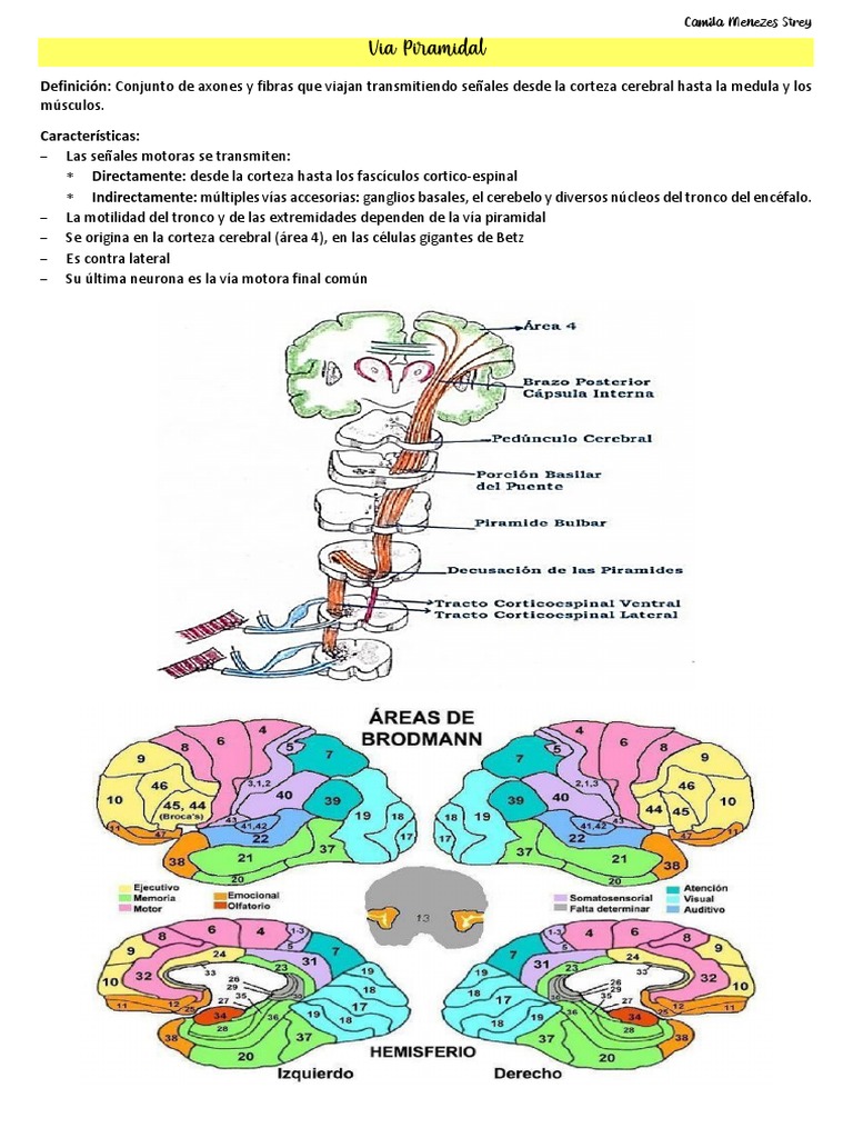Neuro 3 - Via Piramidal y Extrapiramidal | PDF | Anatomía | Anatomía humana