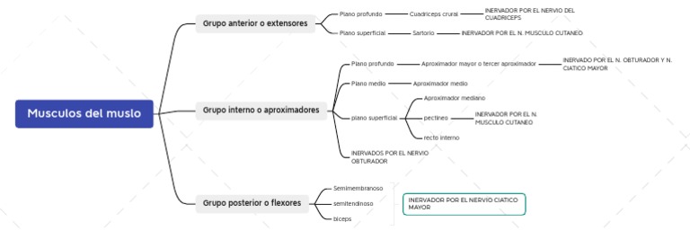 Músculos del muslo: Grupos y funciones | PDF