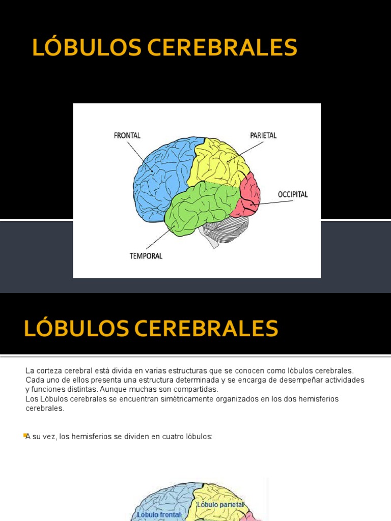 Lobulos Cerebrales | PDF | Lóbulo frontal | Cerebro