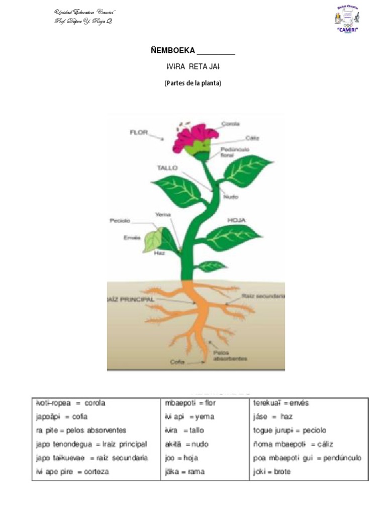 Partes de La Planta | PDF | Artes del Lenguaje y Comunicación ...