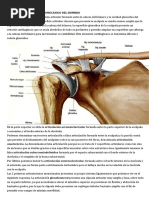 Region Escapular | PDF | Articulaciones | Hombro