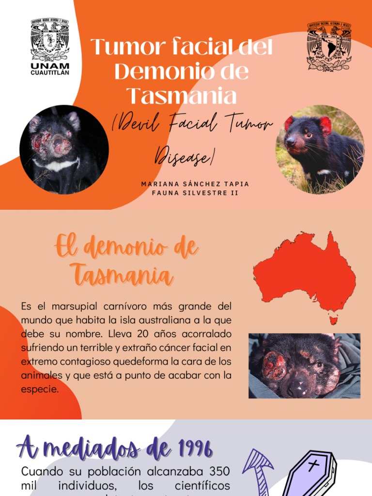 Tumor Facial del Demonio de Tasmania (1) | PDF