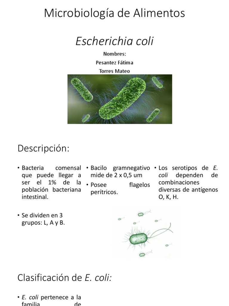 Microbiología de Alimentos E. Coli | PDF | Escherichia coli ...