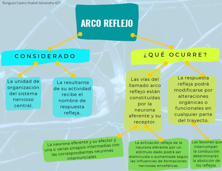 Mapa Conceptual Arco Reflejo | PDF | Neurociencia | Sistema nervioso