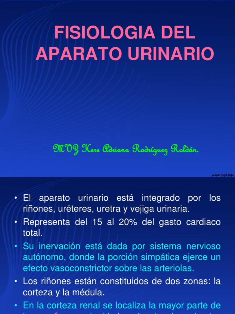 Fisiologia Del Aparato Urinario 1a Clase | PDF | Riñón | Órgano (anatomía)
