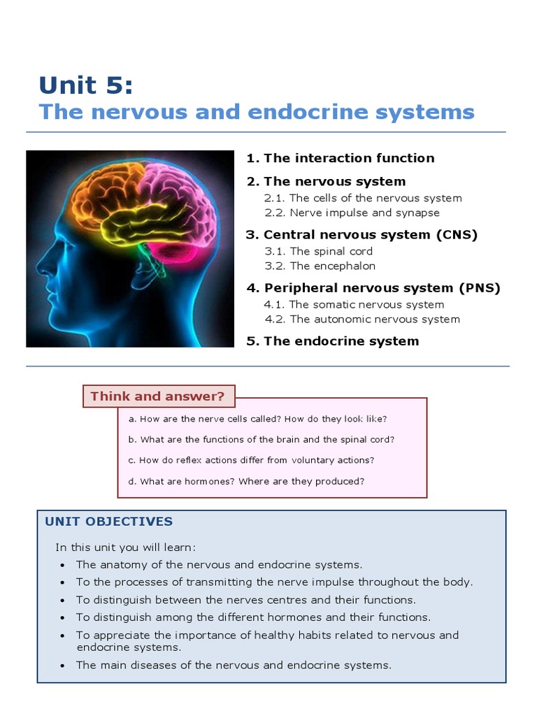 Unit 5 The Nervous and Endocrine Systems | PDF | Neuron | Nervous System