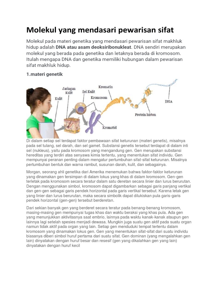 Struktur DNA dan Pewarisan Sifat | PDF | Sains & Matematika