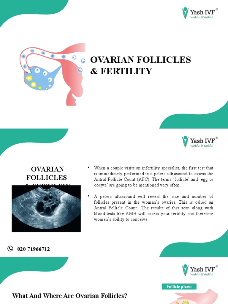 Ovarian Follicles & Fertility | PDF | Ovary | Menstrual Cycle