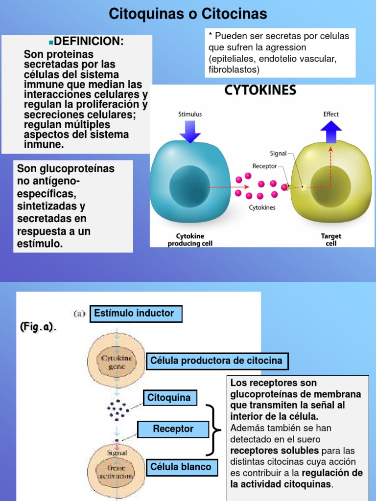 Citocinas | PDF | Citocina | Sistema inmune