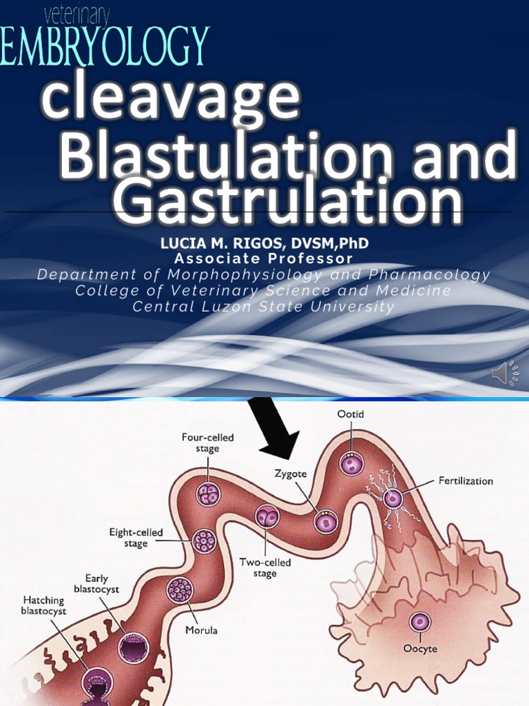 4 - Cleavage and Blastulation | PDF | Life Sciences | Morphology (Biology)