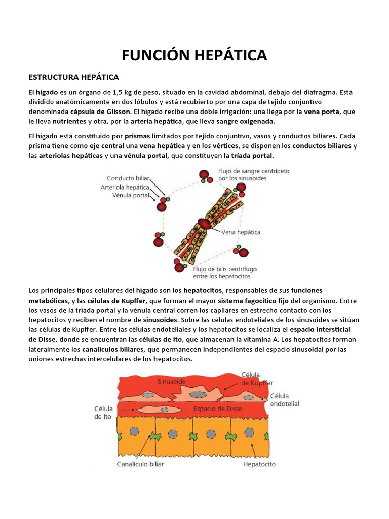 Funcion Hepatica | PDF | Hepatitis | Cirrosis