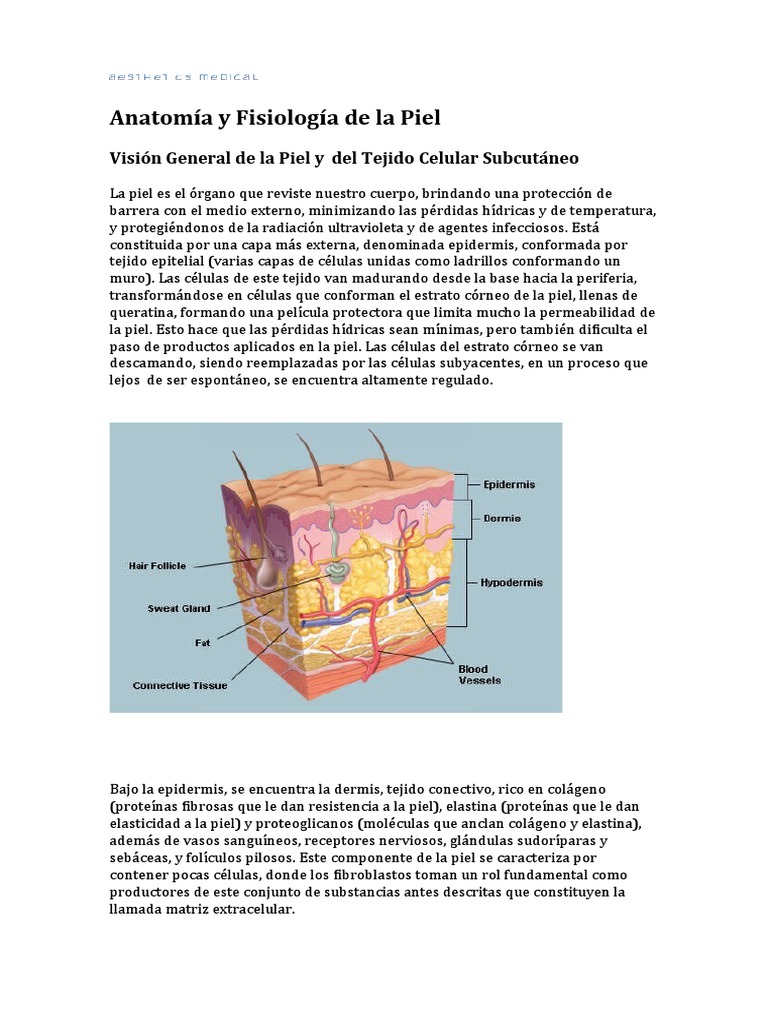 Anatomia y Fisiologia de La Piel | PDF | Piel | Epidermis