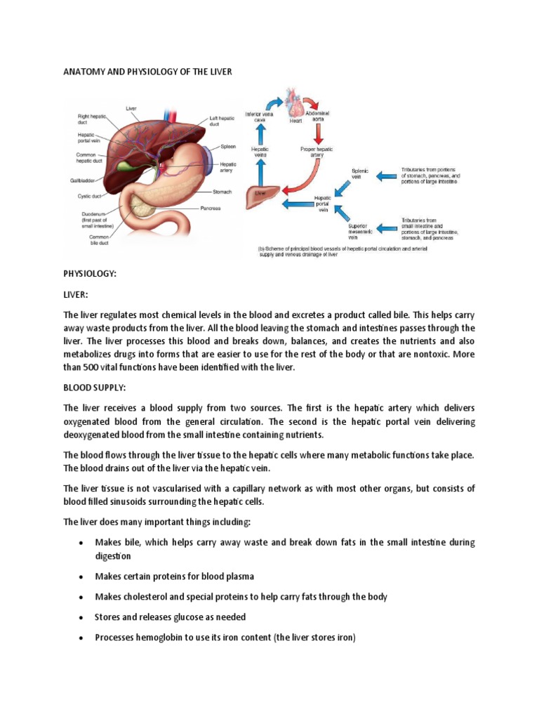 Anatomy and Physiology of The Liver | PDF