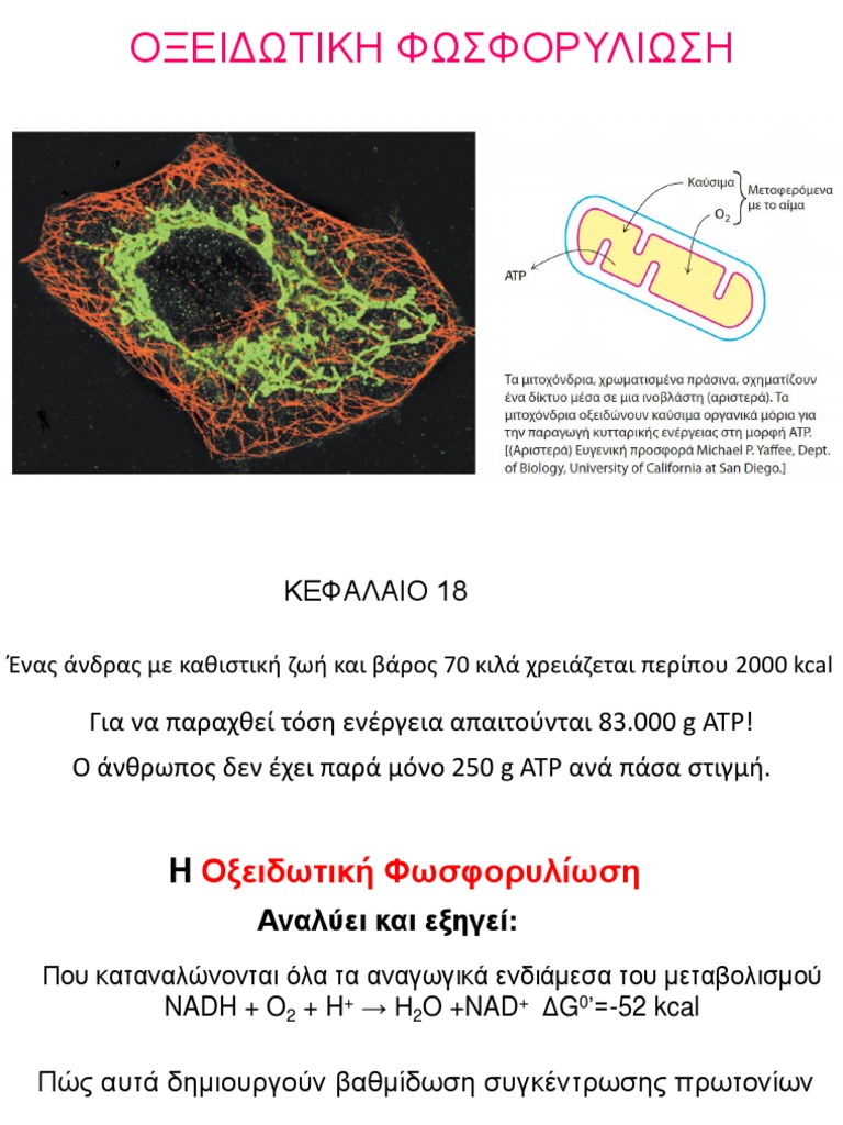 6 7Οξειδωτική φωσφορυλίωση | PDF