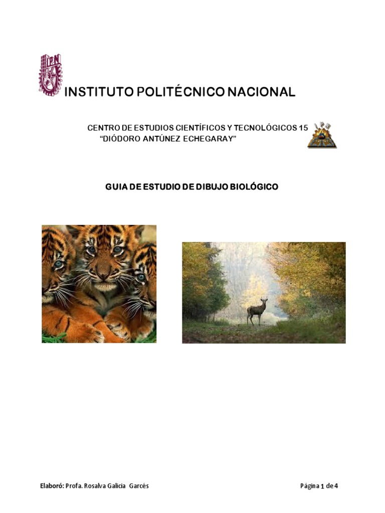 4guia Ets Dibujo Biologico | PDF