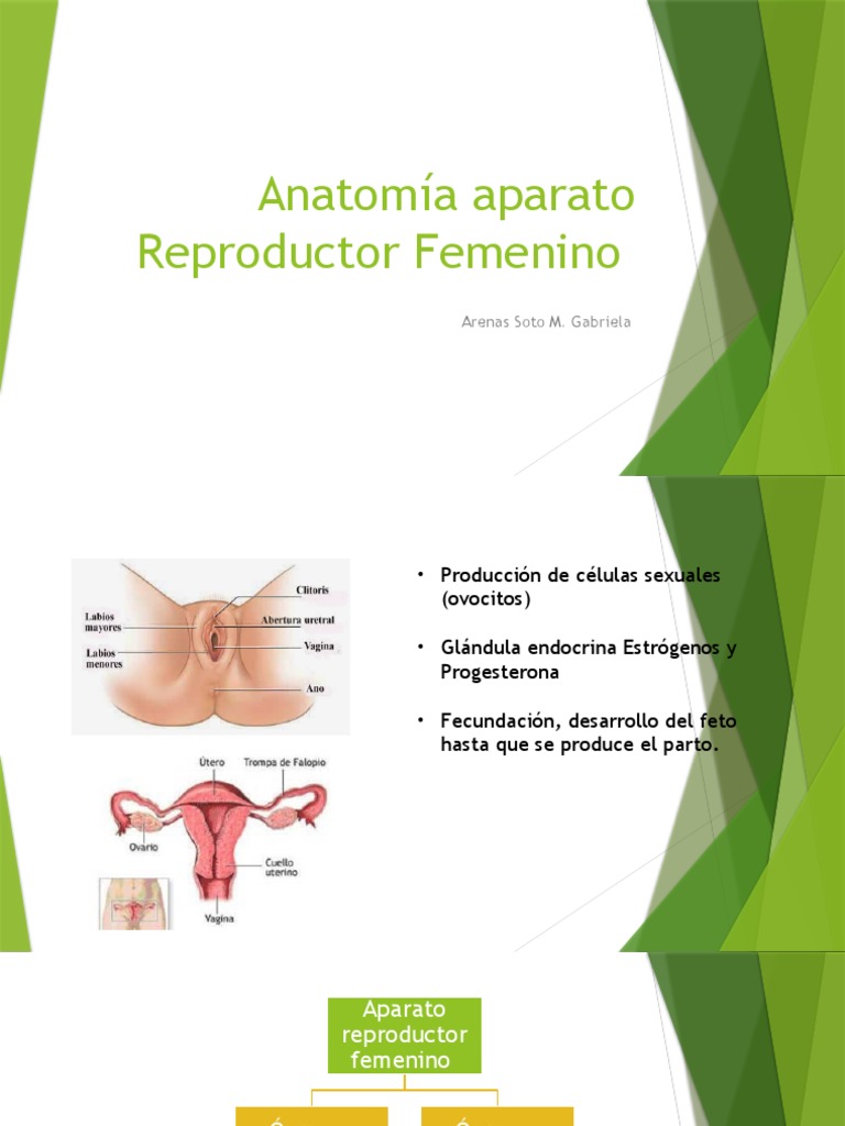 Anatomía Aparato Reproductor Femenino | PDF
