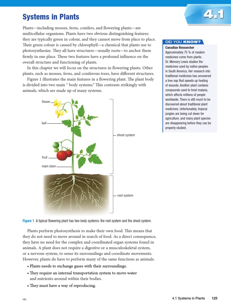 Flowering Plant Body Systems Explained | PDF | Plants | Plant Stem