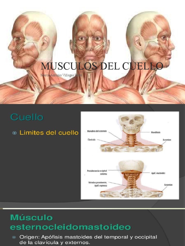 Musculos Del Cuello | PDF