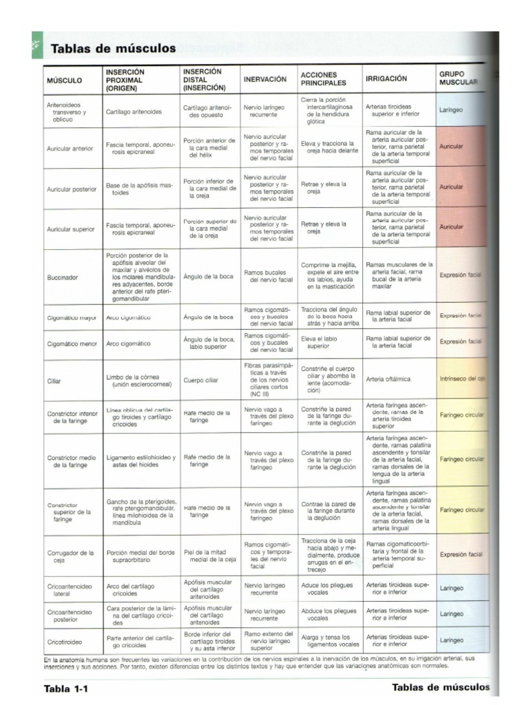 Cuadros Musculos Netter | PDF