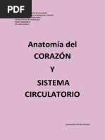 Anatomía Del Corazón | PDF | Corazón | Ventrículo (corazón)