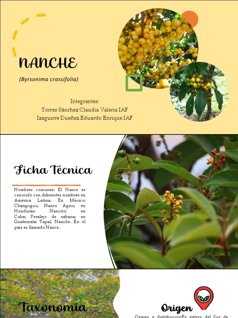 Usos y características del Nanche | PDF | Botánica | Plantas