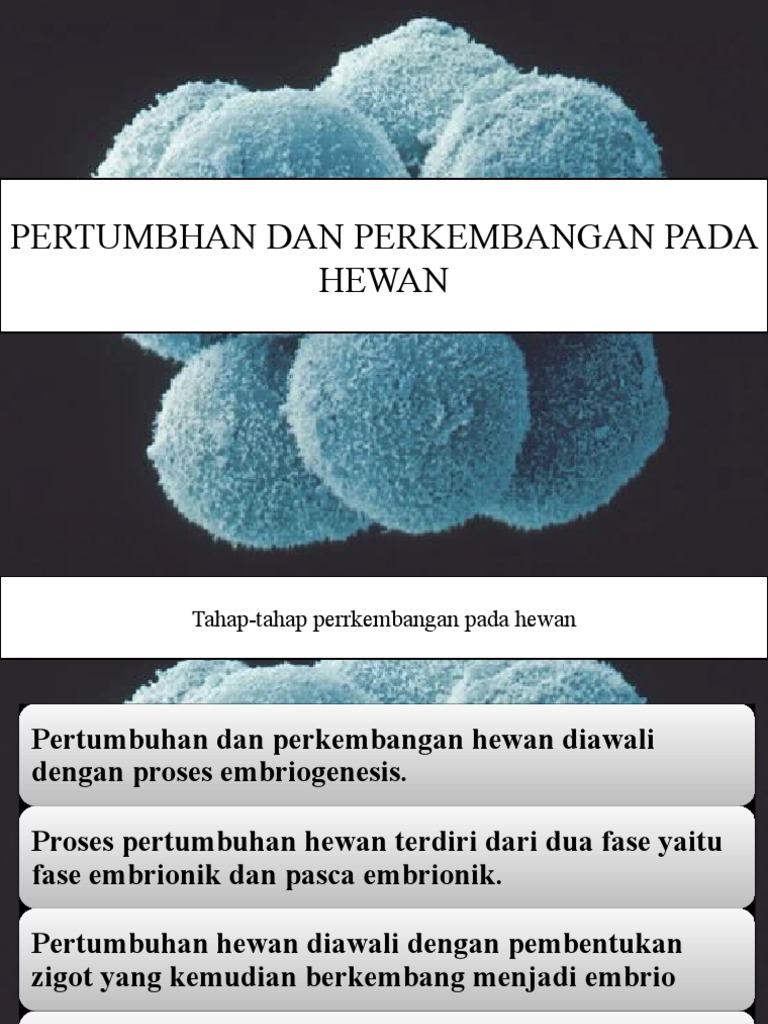 Embriogenesis dan Organogenesis Hewan | PDF