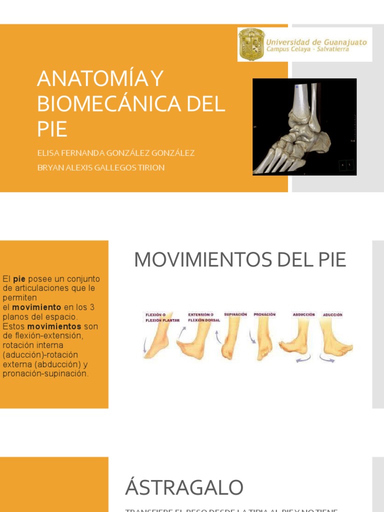 Anatomia y Biomecanica Del Pie | PDF | Tobillo | Pie