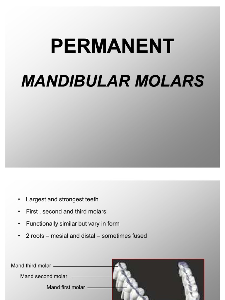 Permanent Mandibular Molars | PDF | Tooth | Dentistry Branches