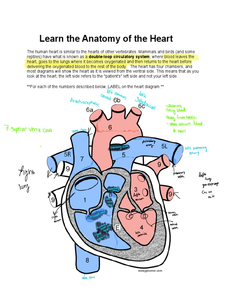 Heart Anatomy | PDF